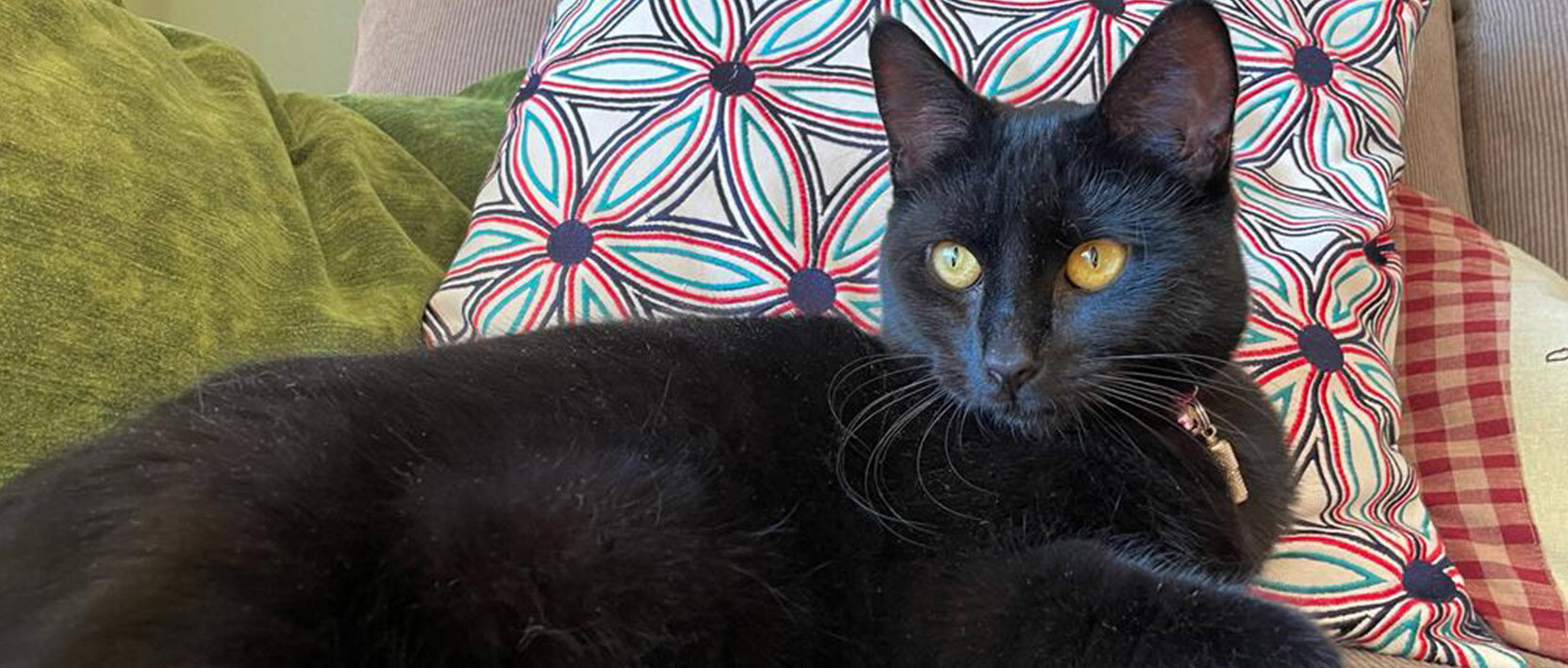 Türkçe Modül - Maripet Project